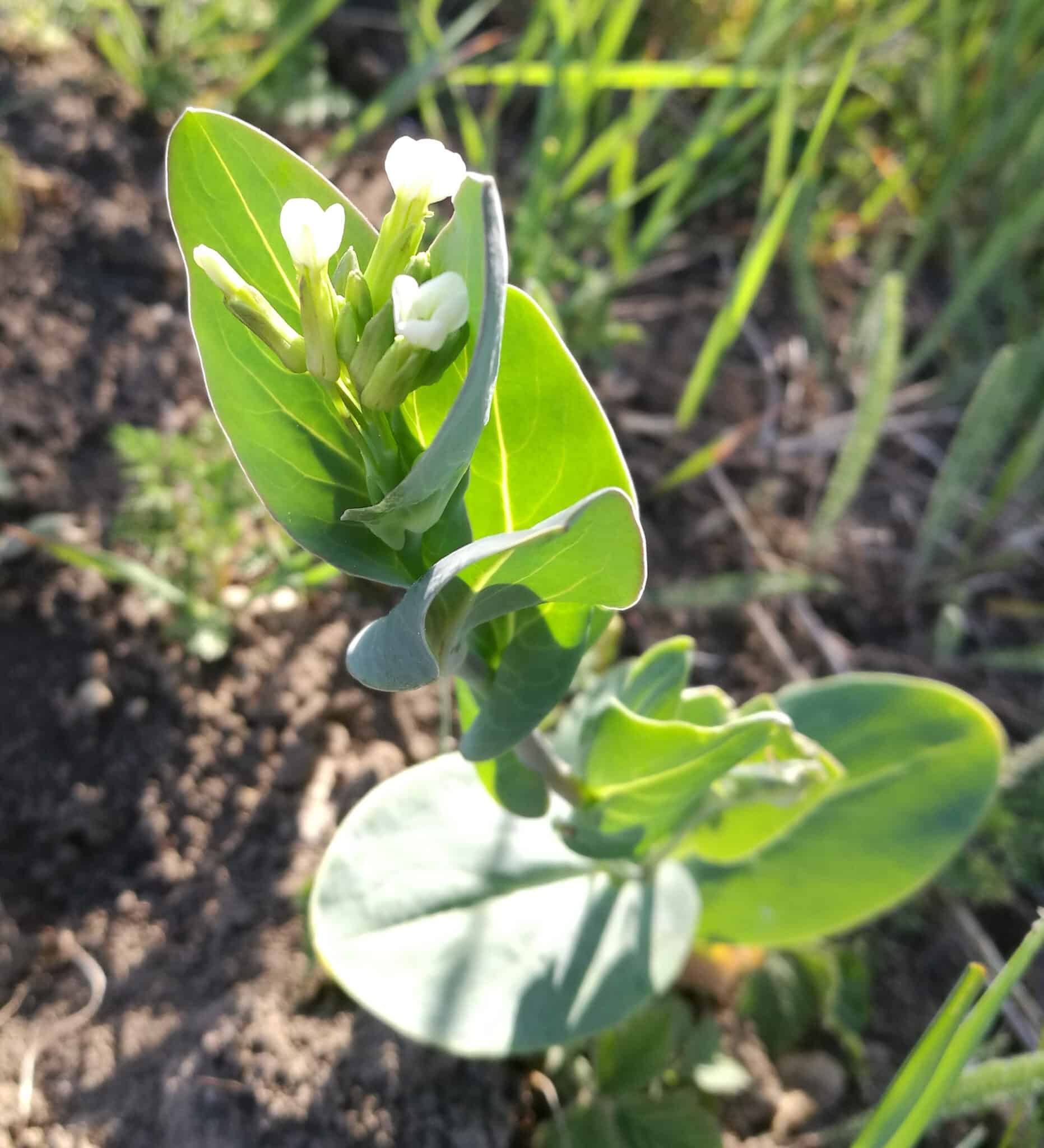 Artporträts seltener und gefährdeter Ackerwildkräuter1 – Stiftung ...