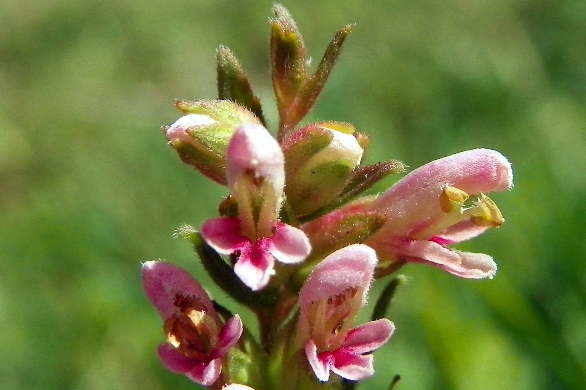 IWANA – Stiftung Kulturlandschaft Sachsen-Anhalt